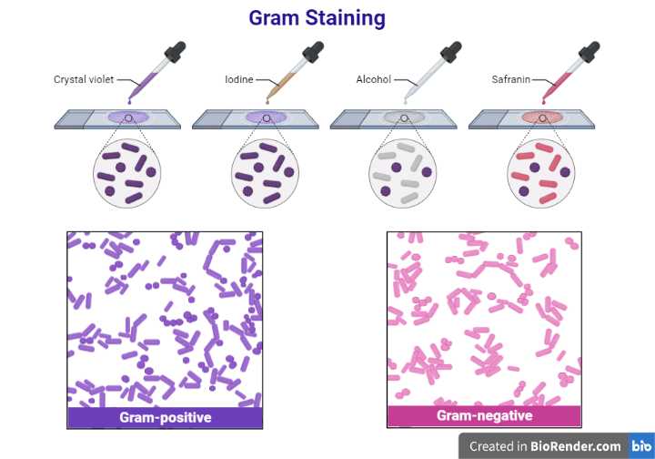 Gram Staining Procedure Pictures GRAM STAIN PROCEDURE 1. Gather All