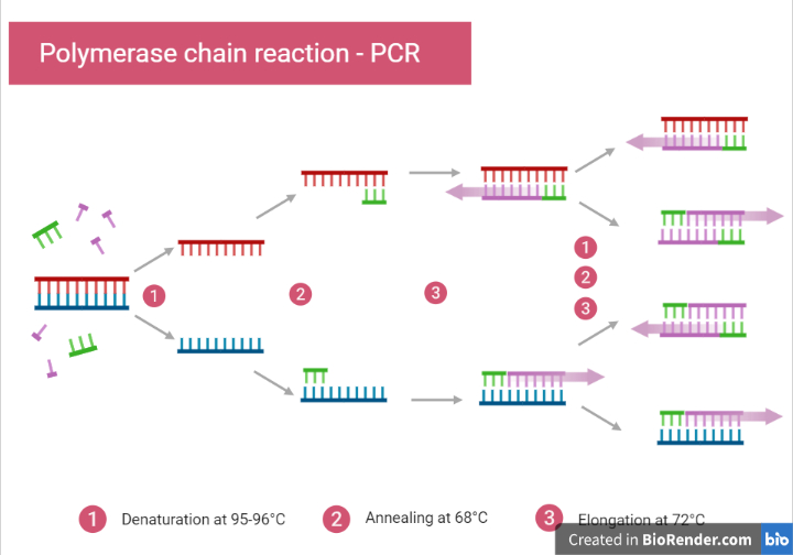 Polymerase Chain Reaction - PCR, Explanation and Notes [PDF]