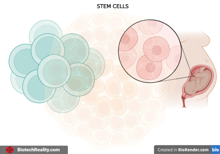 Stem Cells - Classification, Types, and Applications