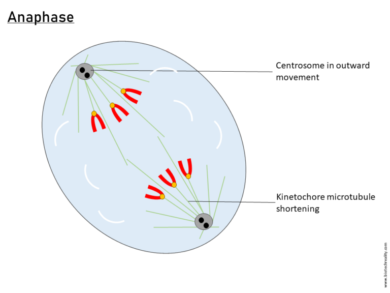 Mitosis: Definition, Stages, Mechanism of Cell Division, and Diagrams