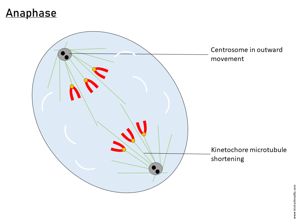 Anaphase Diagram
