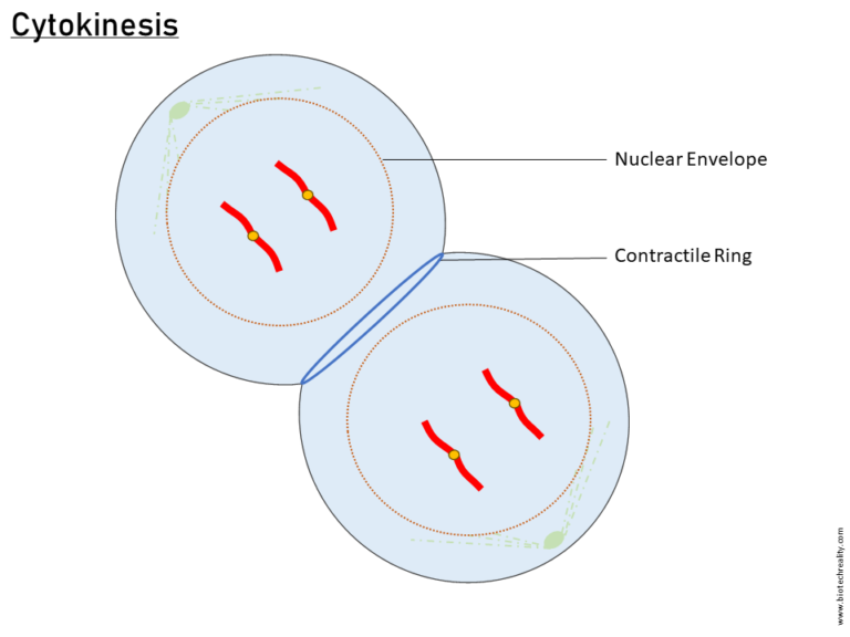 Mitosis: Definition, Stages, Mechanism of Cell Division, and Diagrams