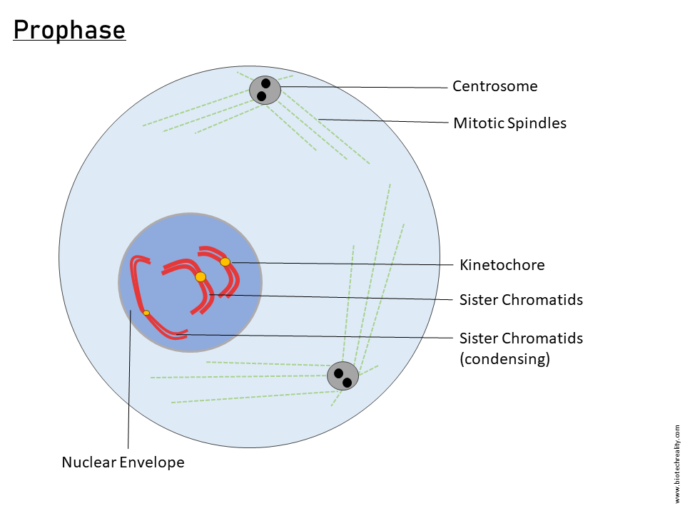 Prophase Labeled