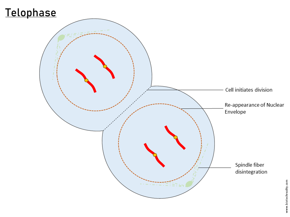 Telophase Diagram