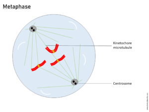 Mitosis: Definition, Stages, Mechanism of Cell Division, and Diagrams