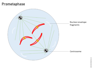 Mitosis: Definition, Stages, Mechanism of Cell Division, and Diagrams